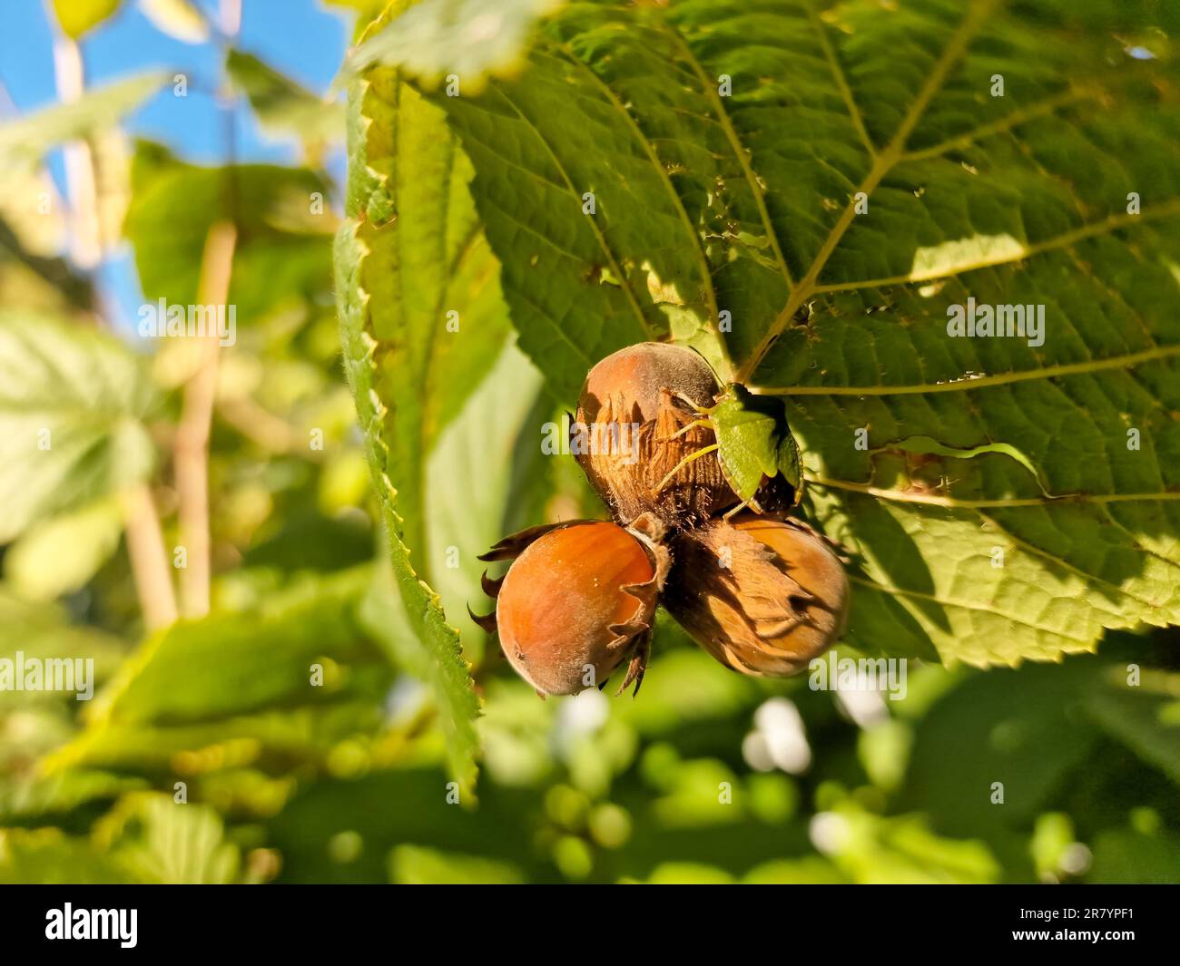 A macro shot of a cluster of hazelnuts hanging from the branches of a ...