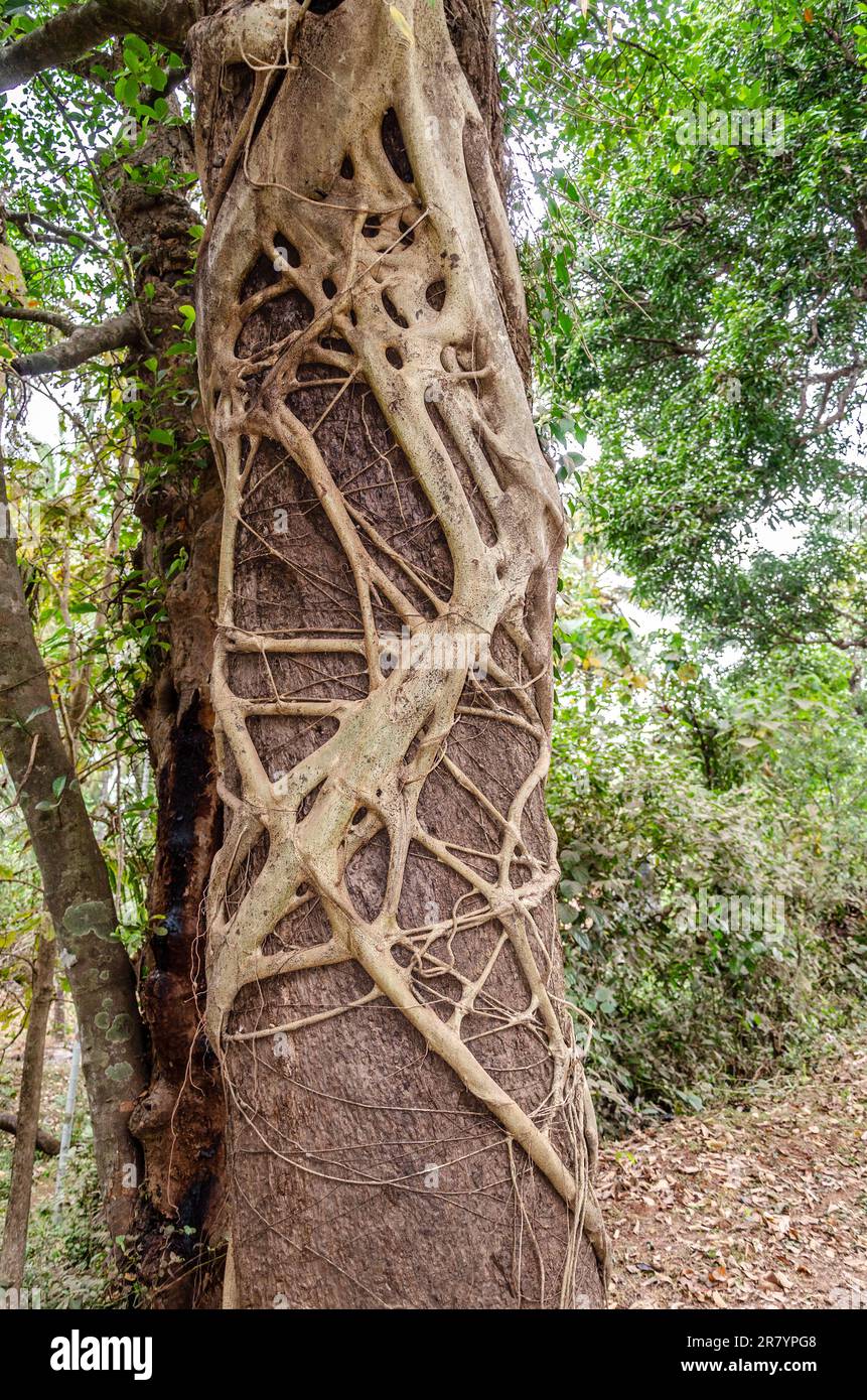 Roots of a parasitic plant clinging to a tree Stock Photo - Alamy