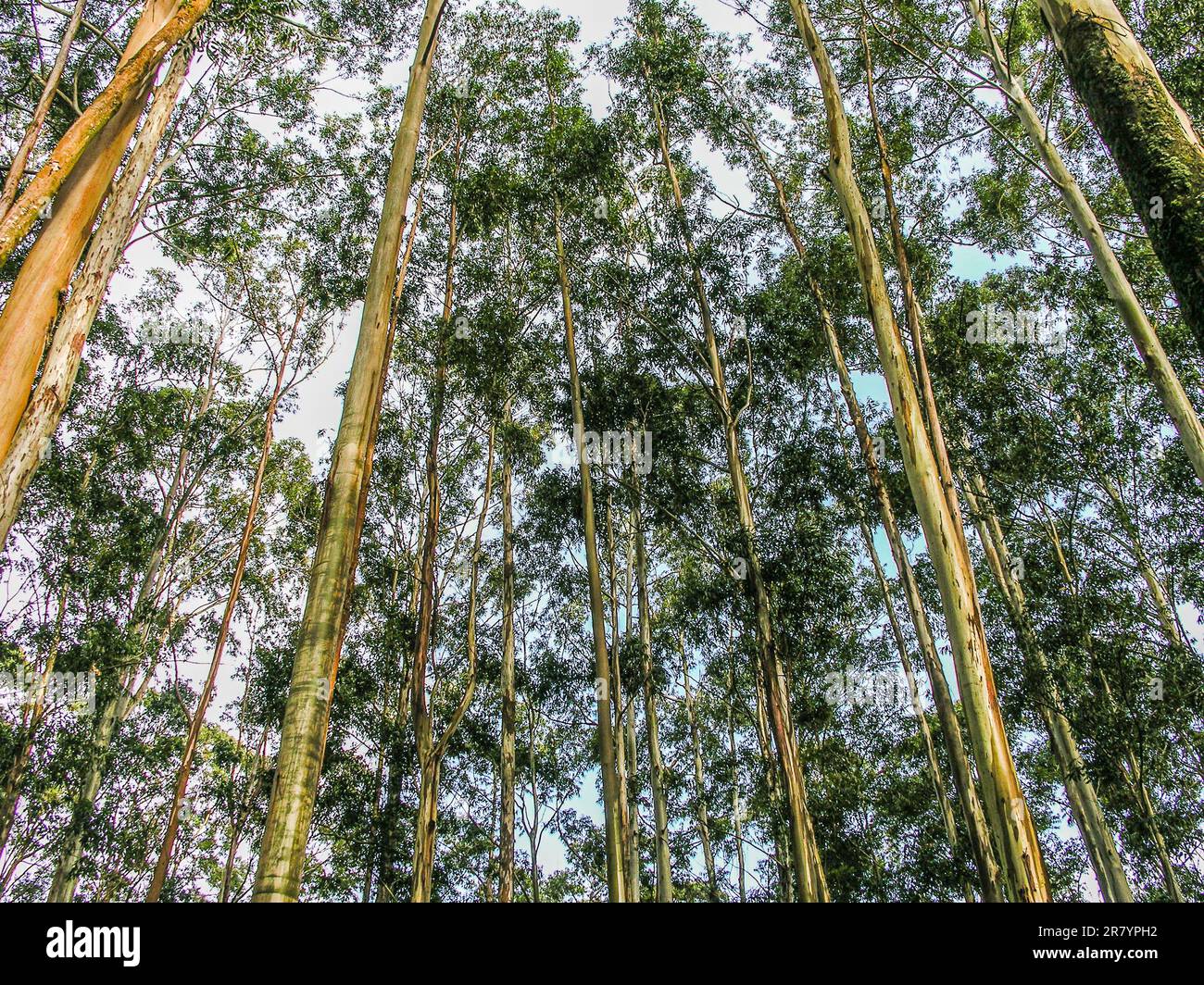 Eucalyptus tree plantation at Ooty, India Stock Photo - Alamy