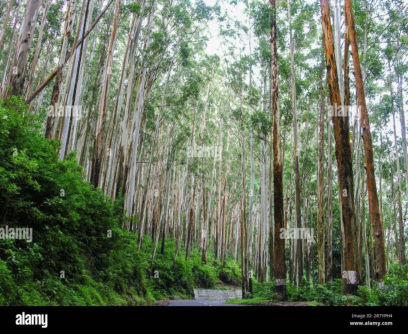 Eucalyptus tree plantation at Ooty, India Stock Photo - Alamy