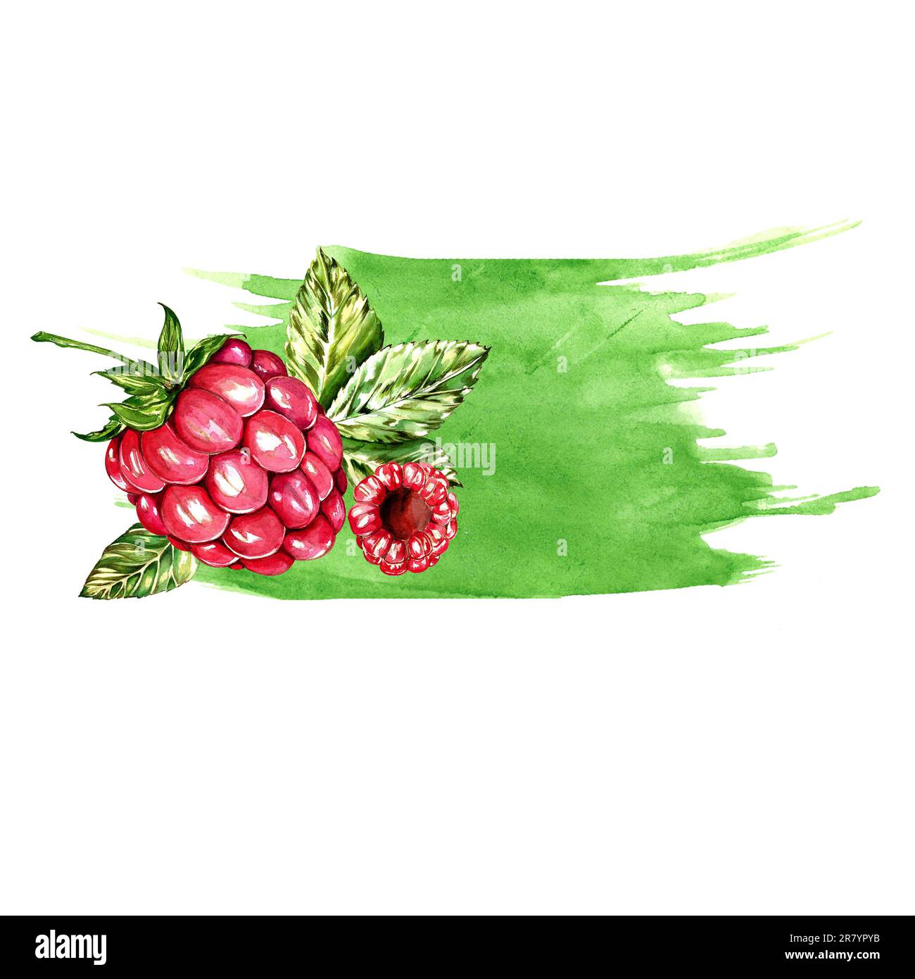 a set of watercolor elements. juicy raspberries with leaves. for ...