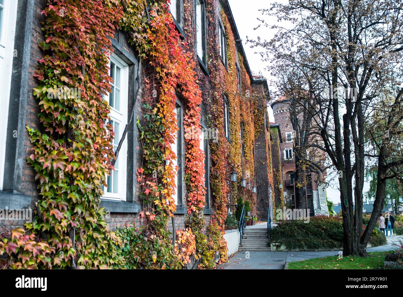 Ivy clad building, Krakow, Poland Stock Photo - Alamy