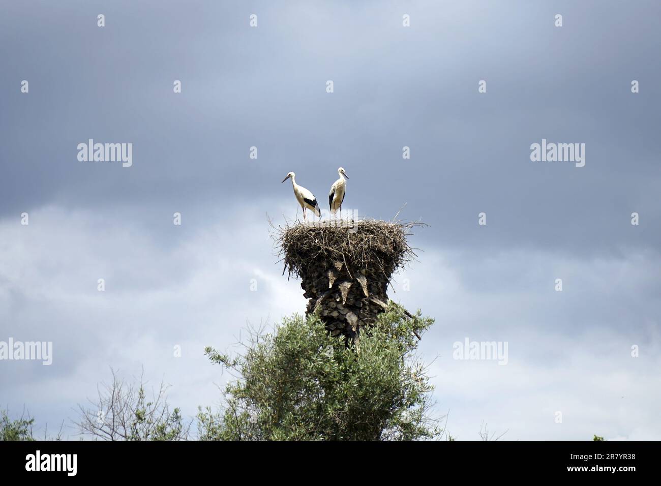 Couple of storks in their nest which was built on top of a palm tree ...