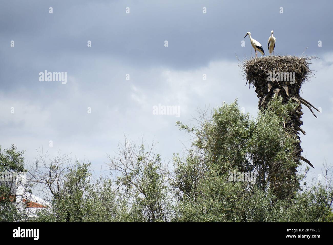 Couple of storks in their nest which was built on top of a palm tree ...