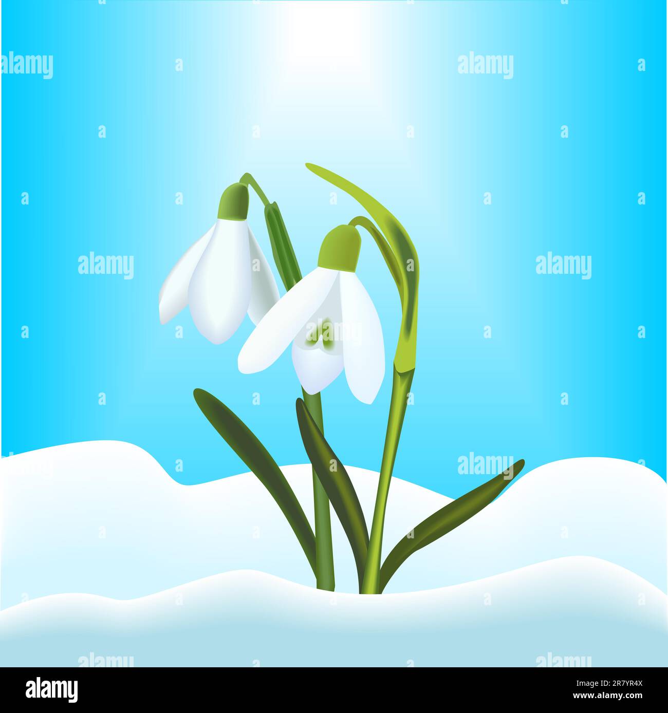 Illustration of snowdrops with snow and blue sky background Stock ...