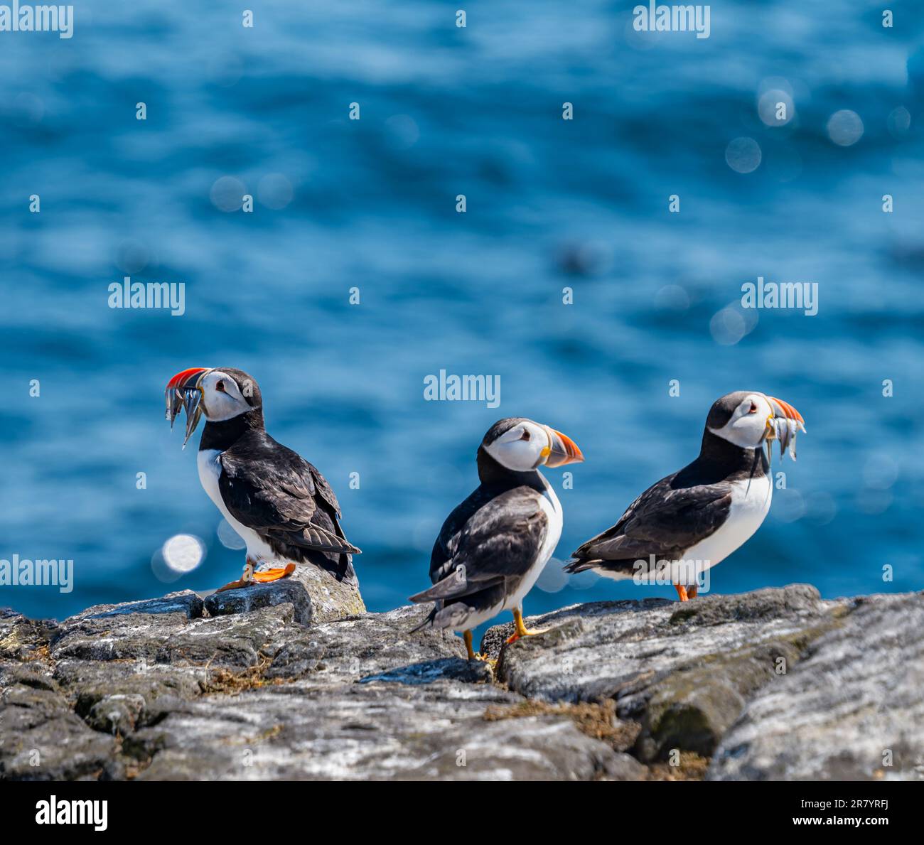 A trio of puffins (Fratercula arctica) with sand eels in their beaks on ...