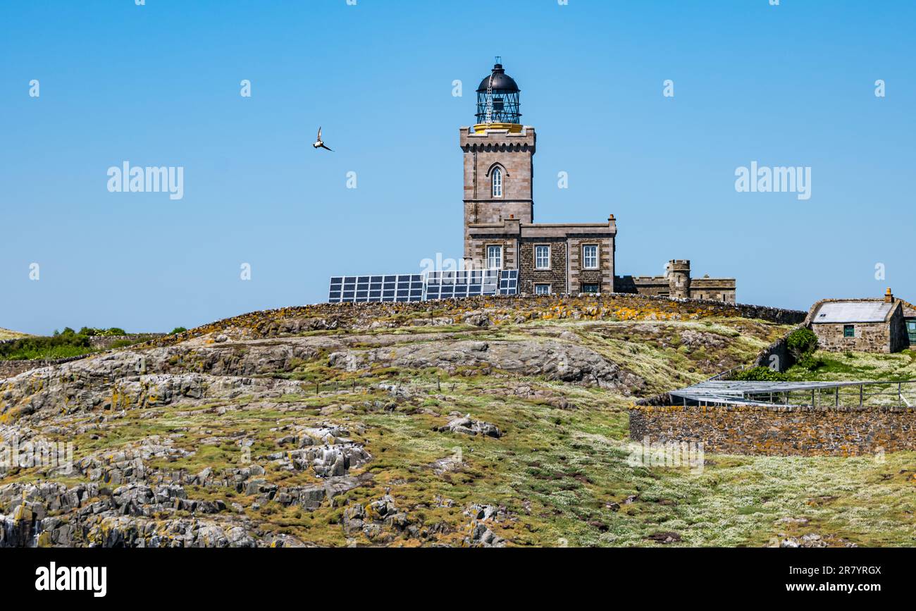 Victorian hilltop lighthouse with puffin flying in the sky, Isle of May ...