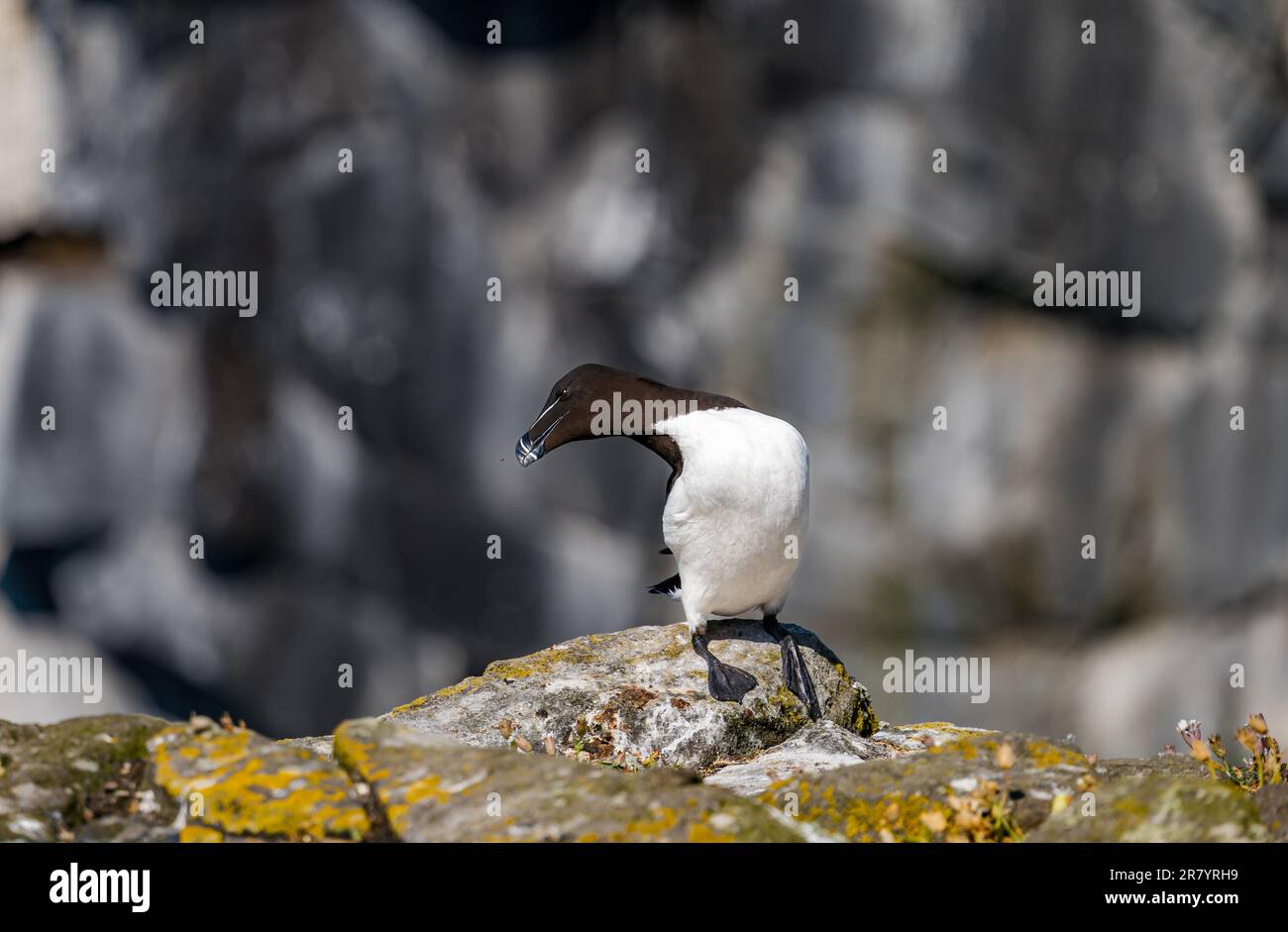 Razorbill (Alca torda) seabird on cliff ledge, Isle of May, Scotland ...