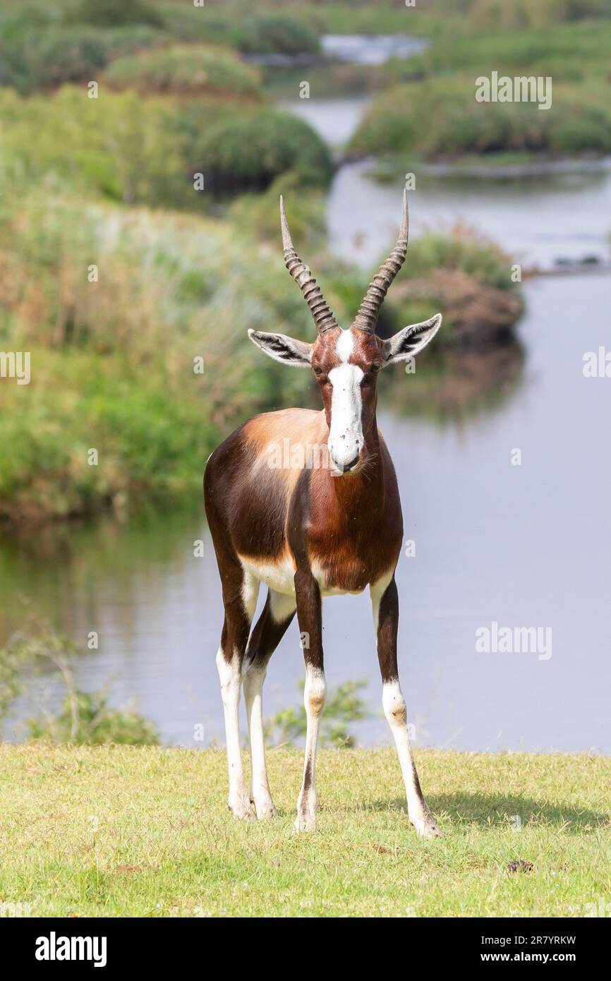 Bontebok (Damaliscus pygargus pygargus) on the bank of the Breede River ...