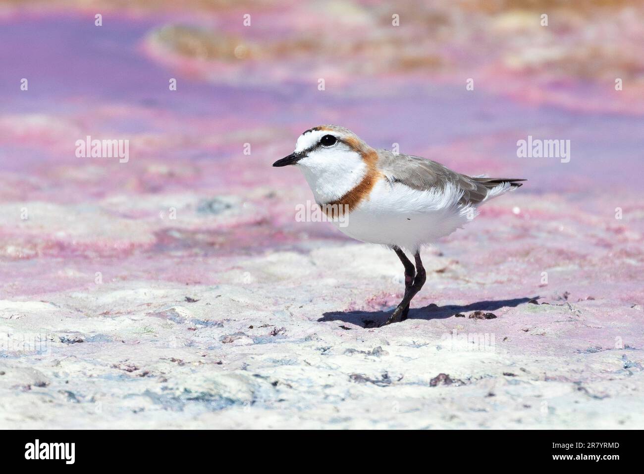 Commercial saltpan hi-res stock photography and images - Alamy