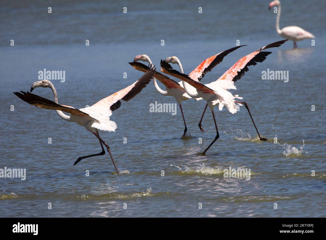 Kliphoek Saltpan, Velddrif, Breede River Estuary, West Coast, Western ...
