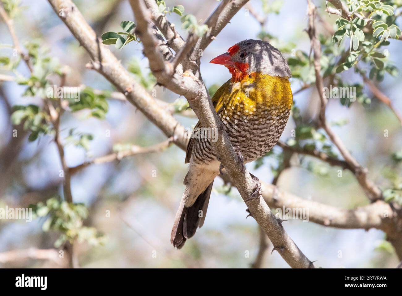 Green-winged Pytilia male (Pytilia melba) previously Melba Finch ...