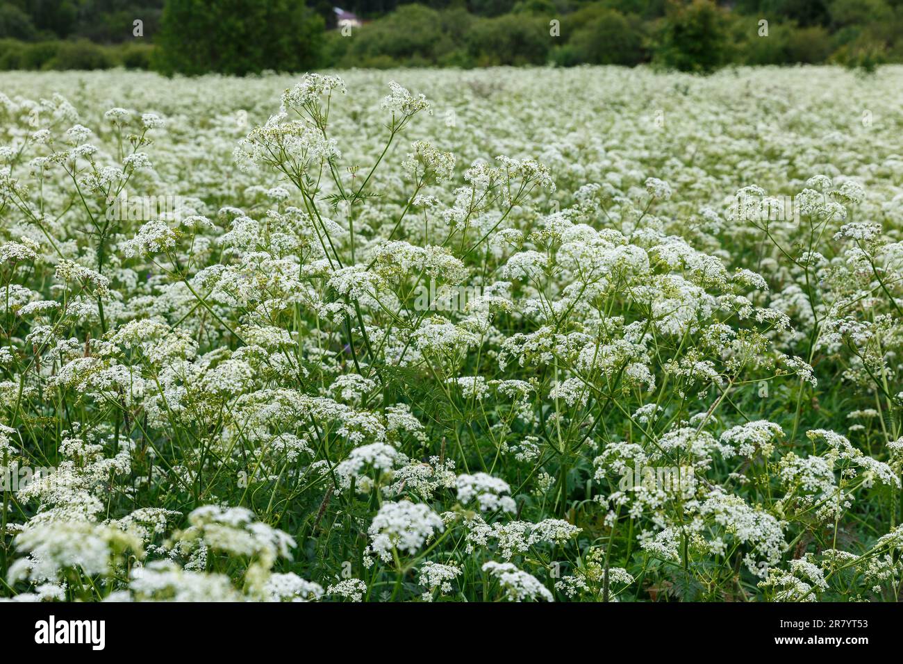 Achillea millefolium or common yarrow. Achillea millefolium flowers in ...