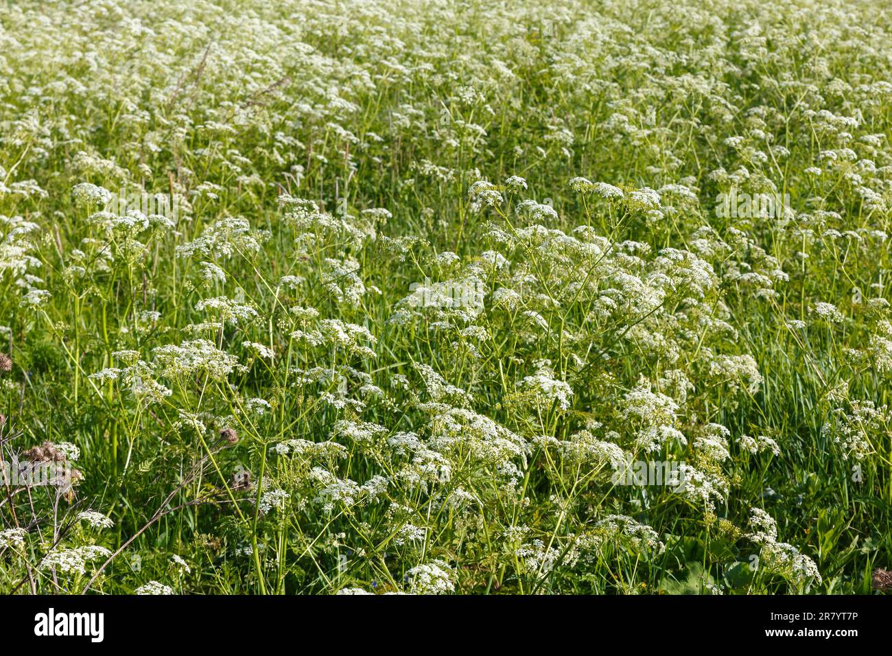 Achillea millefolium or common yarrow. Achillea millefolium flowers in ...