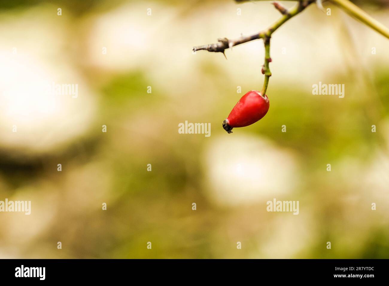 A closeup of a dry rose hip hanging from the tree branch on a sunny day ...
