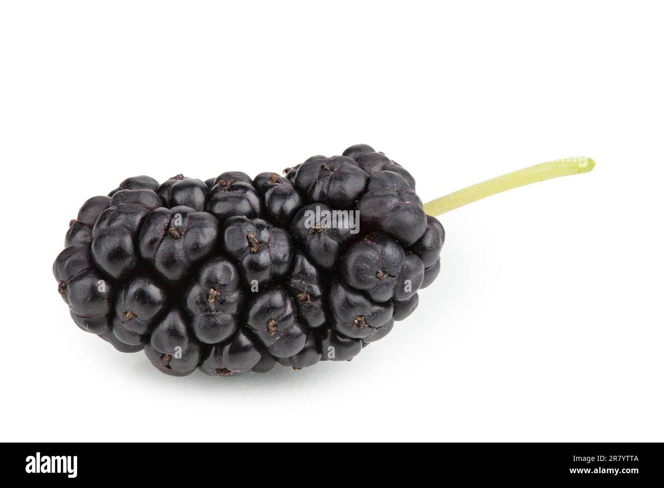 Mulberry berry isolated on white background. Macro. File contains ...