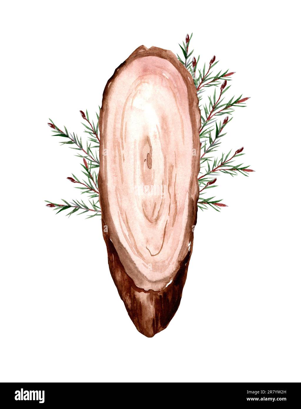 Section of cracked old wooden tree with texture and spruce branches ...