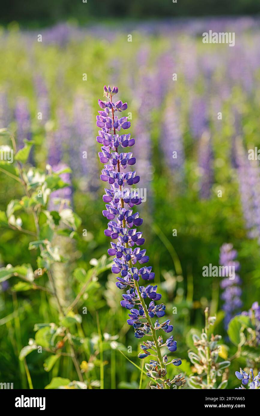 purple lupines in the field Stock Photo - Alamy