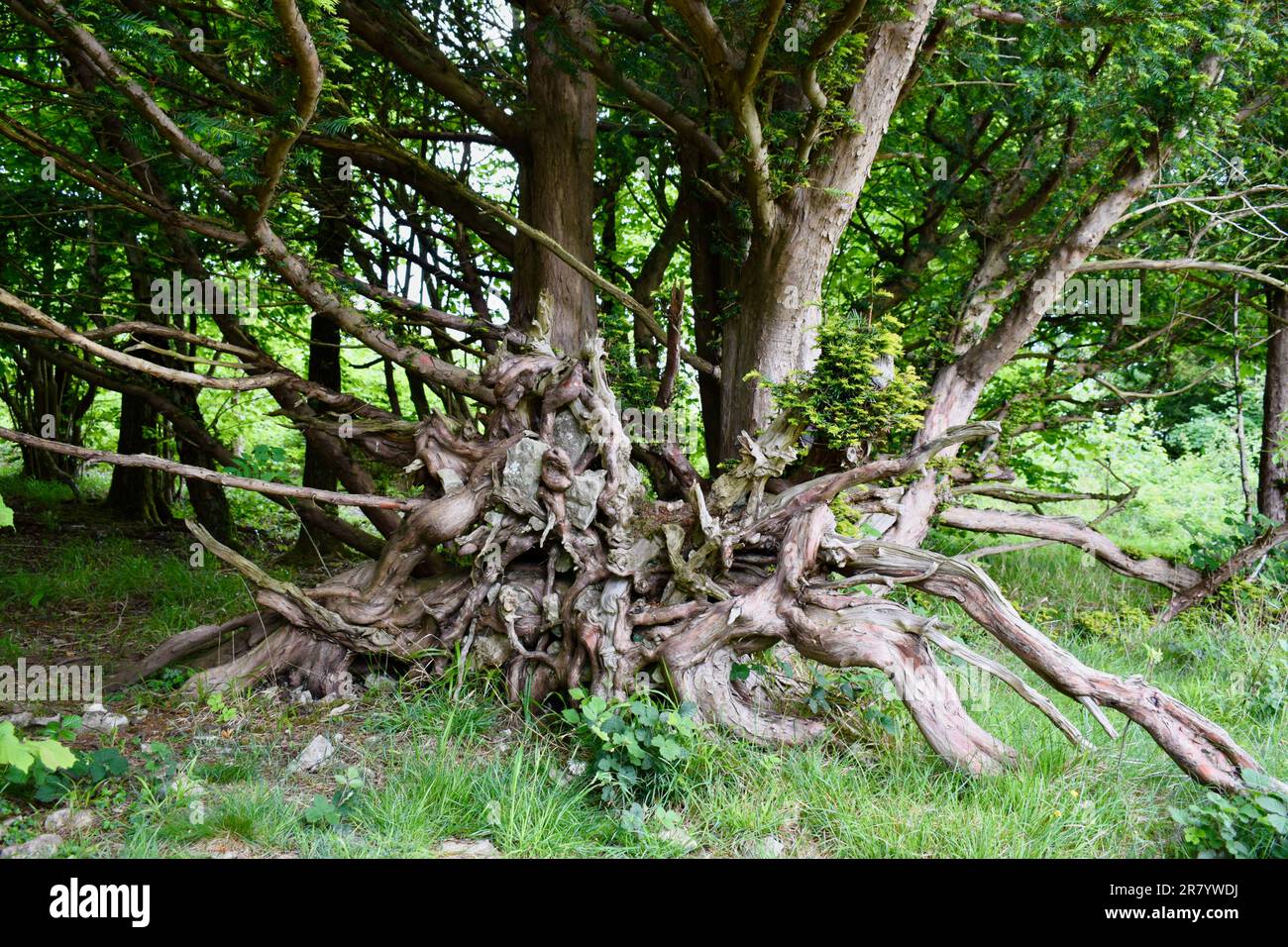 Interwined tree roots Stock Photo - Alamy