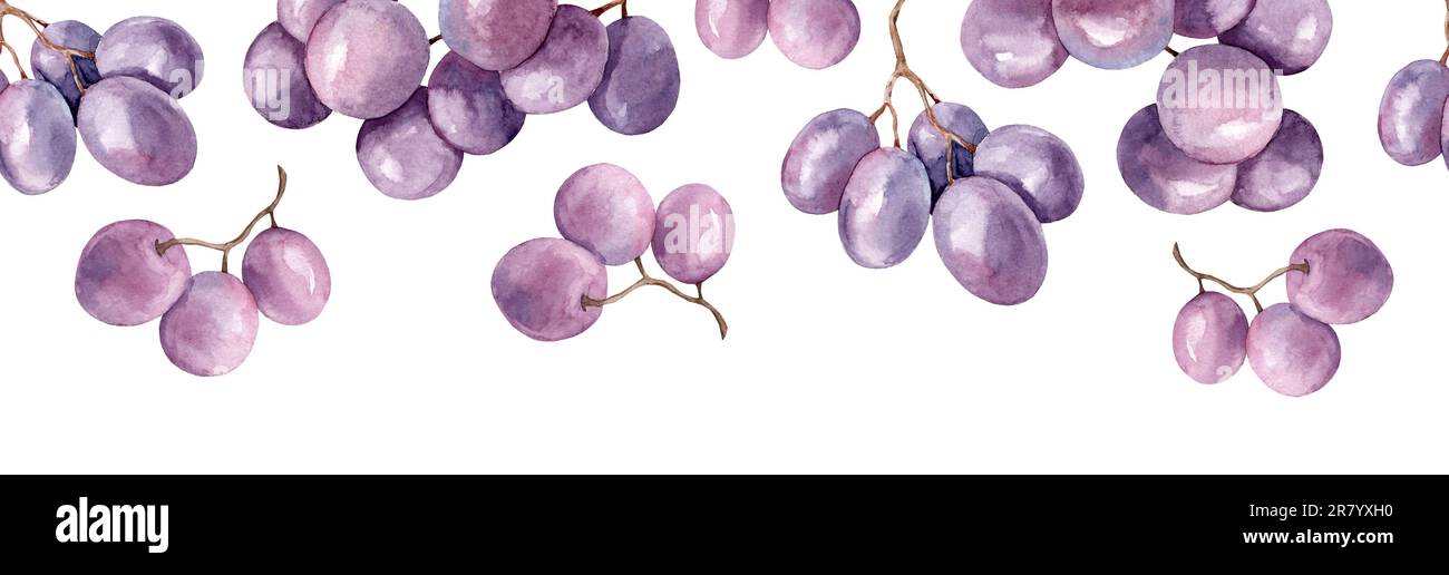 Seamless horizontal border with years of grapes. Watercolor drawing by ...