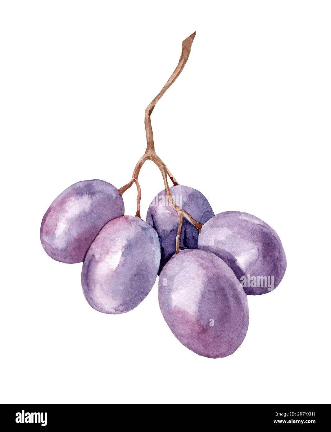 Watercolor image of a bunch of black grapes. Realistic ripe organic ...