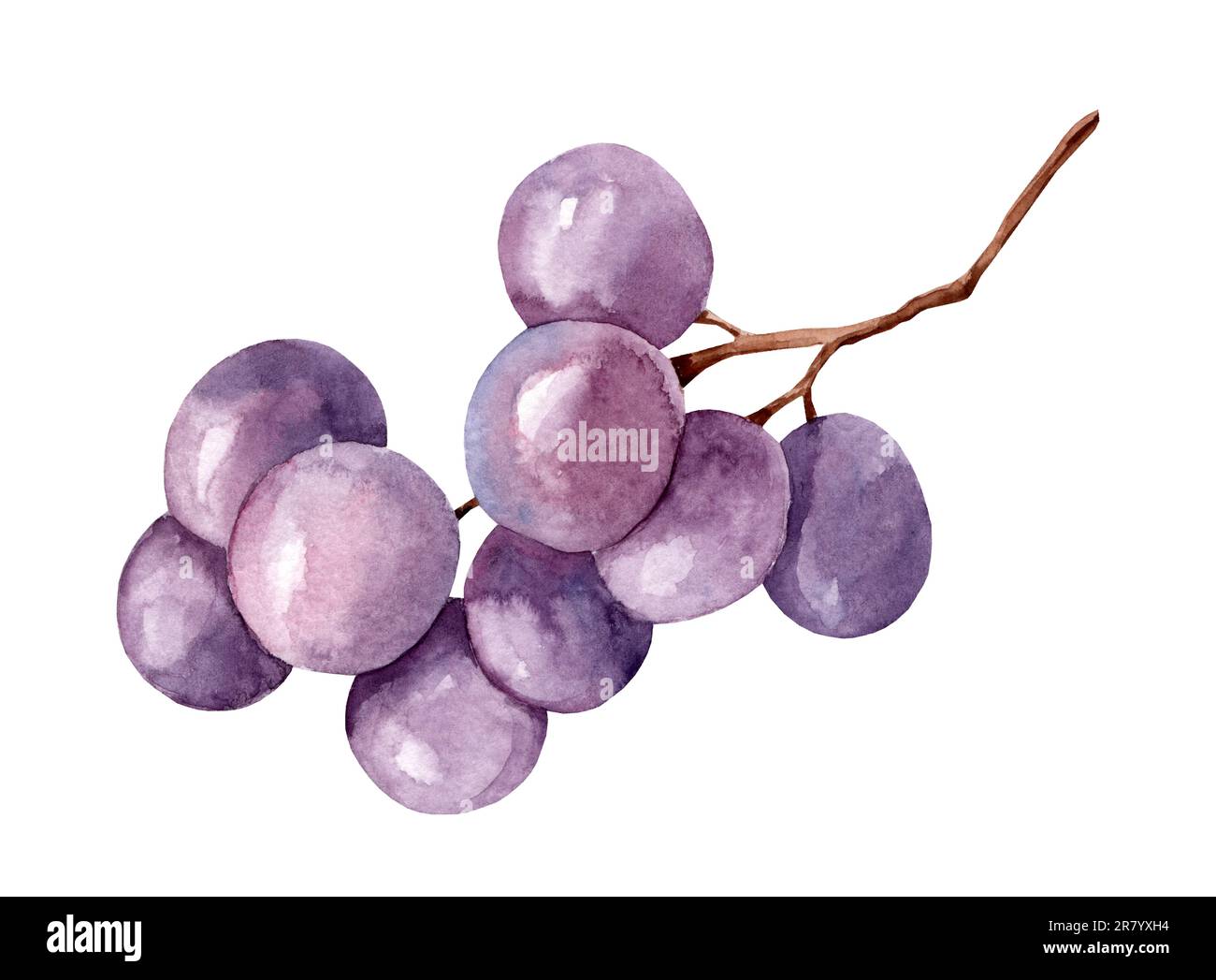 Watercolor image of a bunch of black grapes. Realistic ripe organic purple bunch of grapes ...
