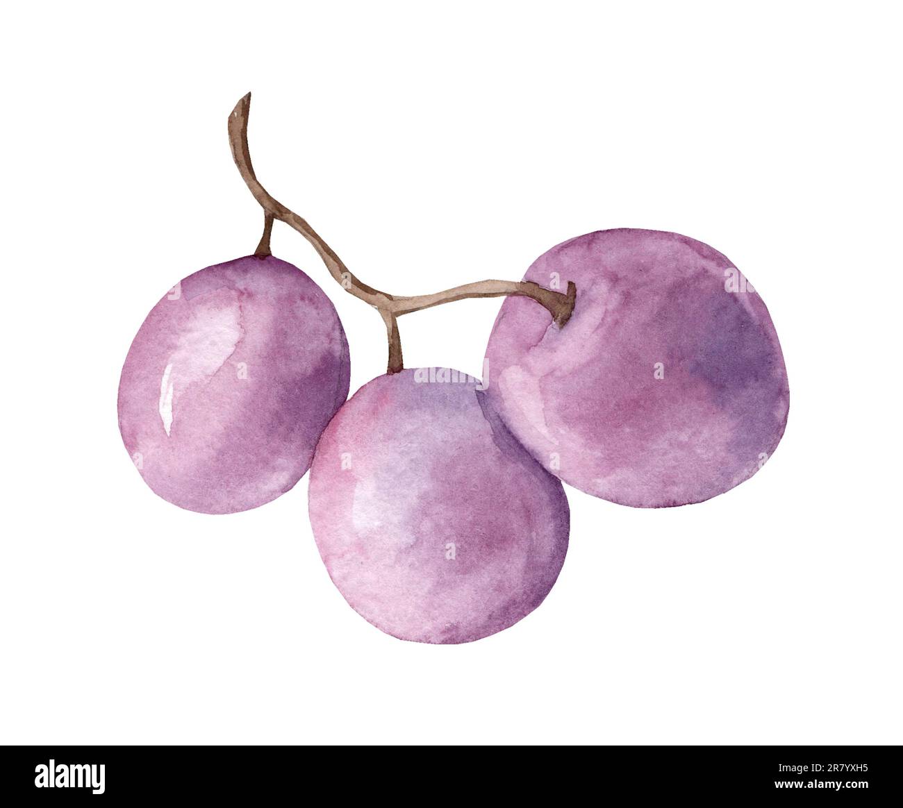 Watercolor image of a bunch of black grapes. Realistic ripe organic purple bunch of grapes ...