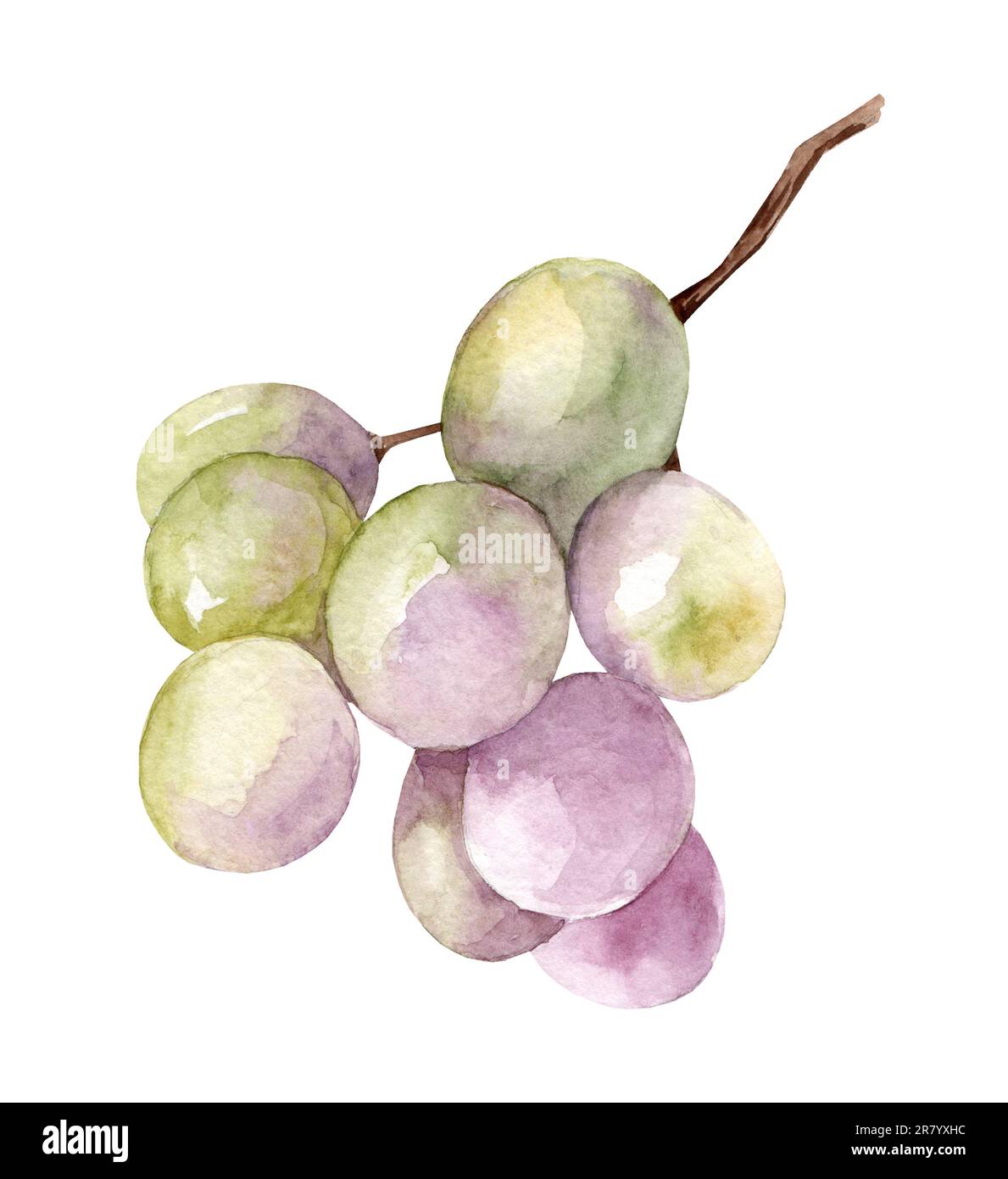 Watercolor image of a bunch of green grapes. Realistic ripe organic pink green bunch of grapes ...