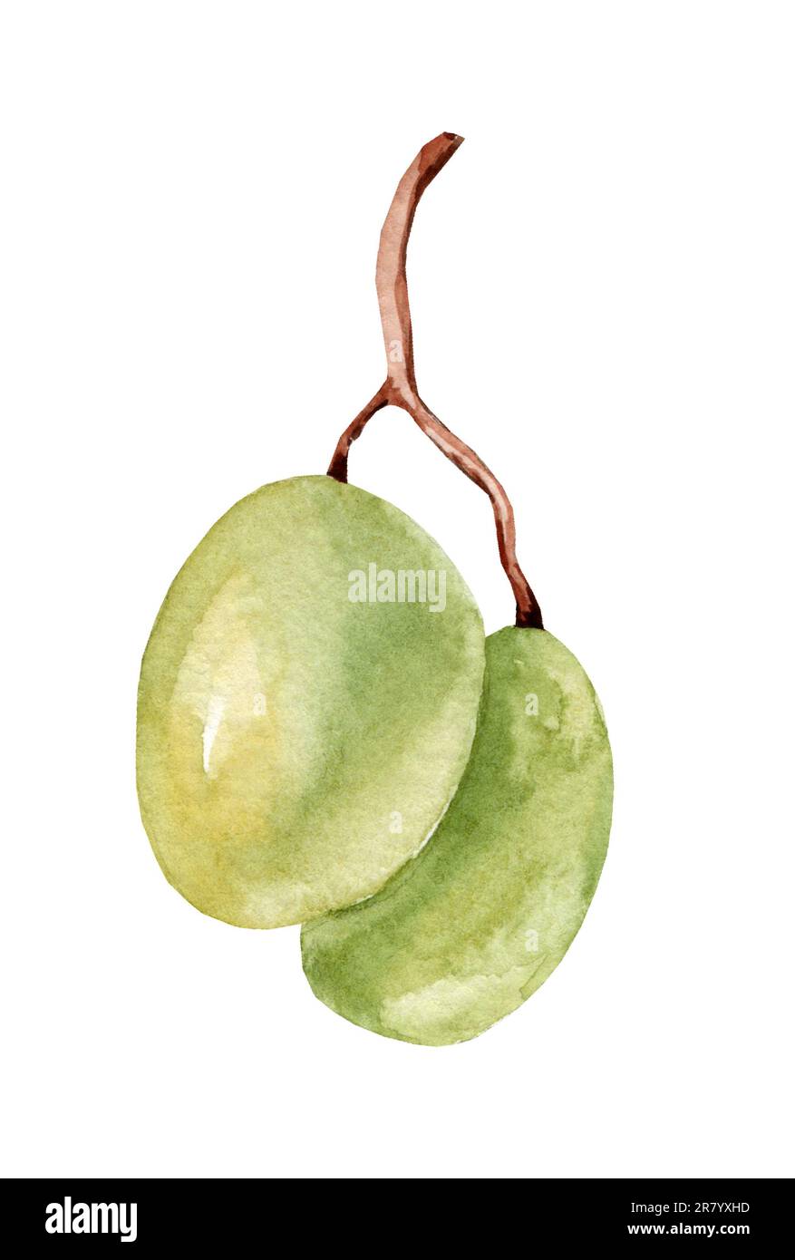 Watercolor image of a bunch of green grapes. Realistic ripe organic pink green bunch of grapes ...