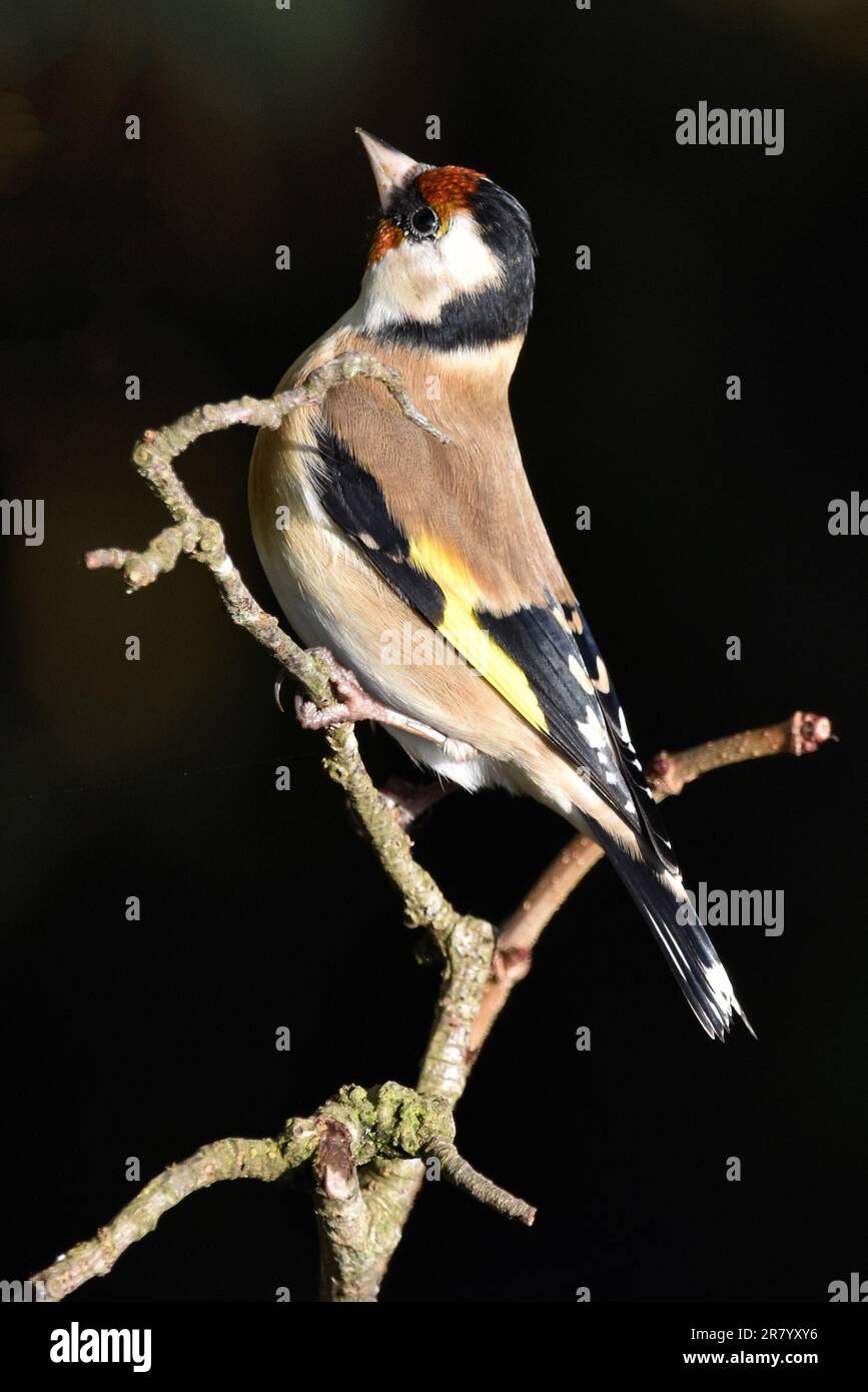 Goldfinch posing in Cotswold garden, England, UK Stock Photo - Alamy