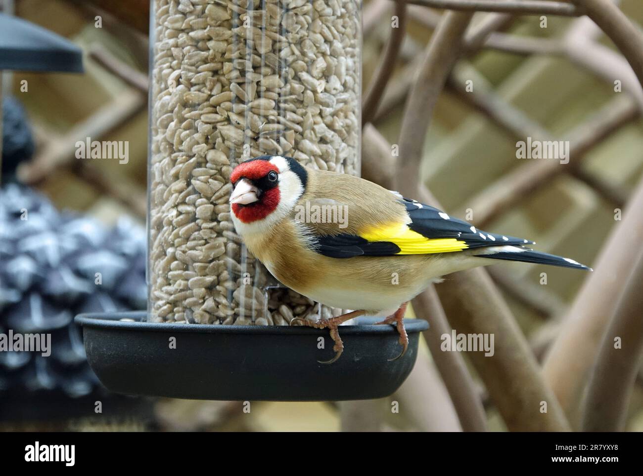 Adult Goldfinch on sunflower heart bird feeder, in the garden ...