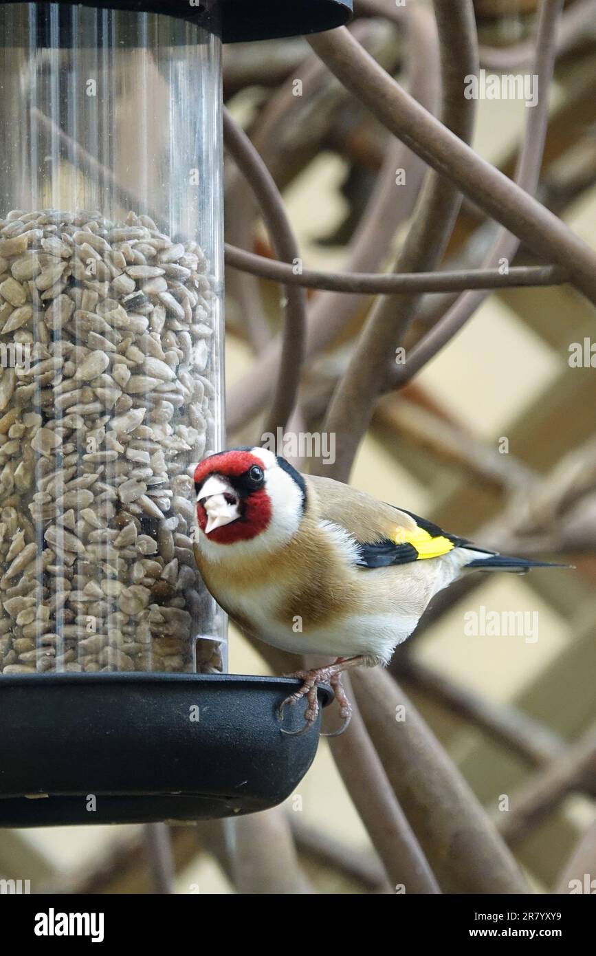 Adult Goldfinch on sunflower heart bird feeder, in the garden ...