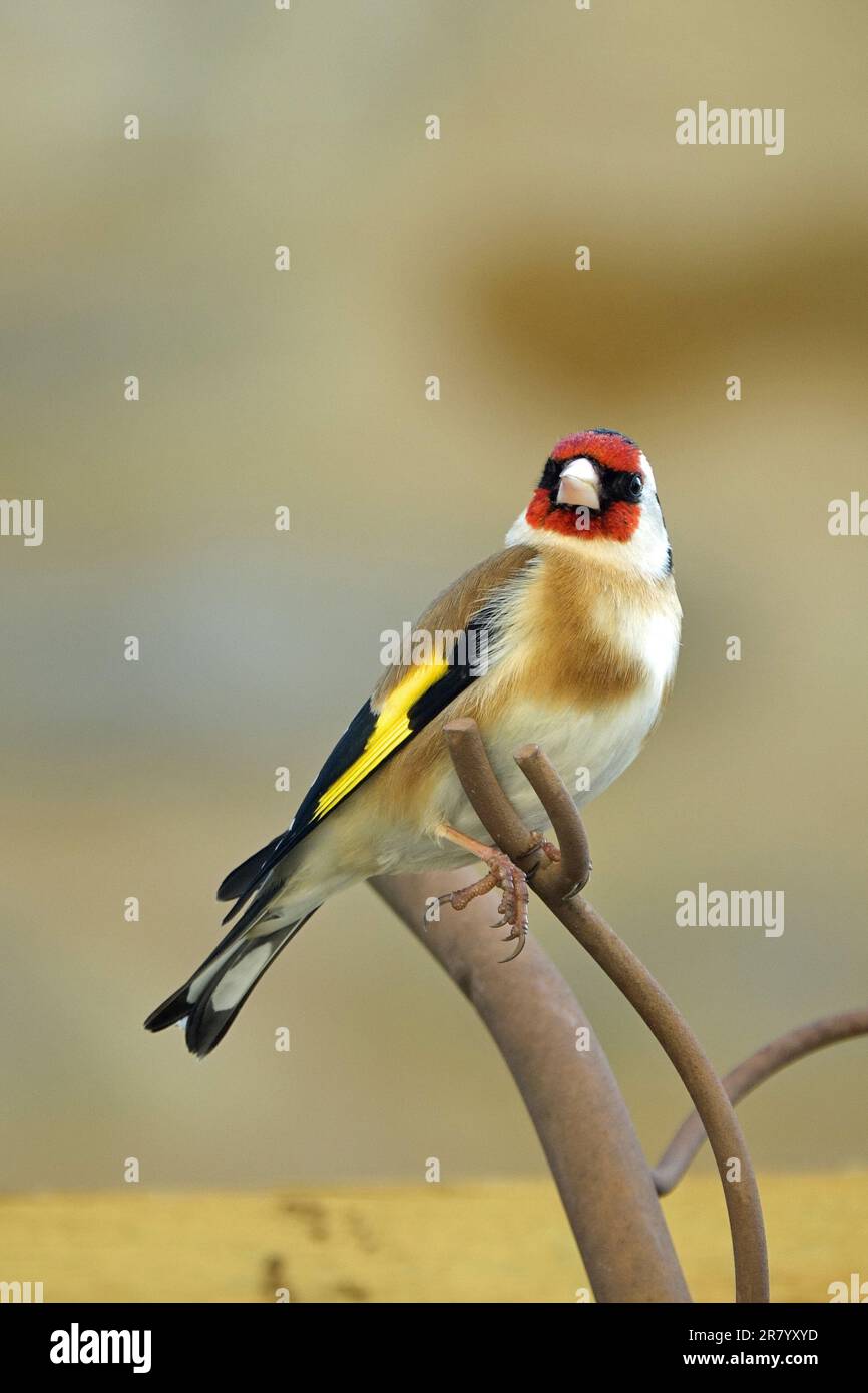 Goldfinch posing in Cotswold garden, England, UK Stock Photo - Alamy