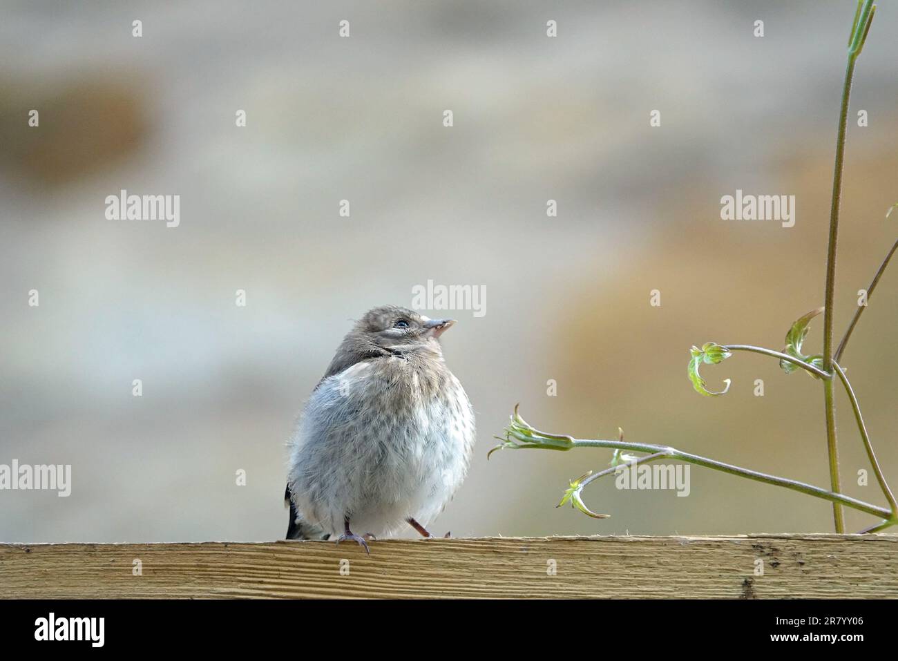 Fledgling Goldfinch on Cotswold Garden Fence, England, UK Stock Photo ...