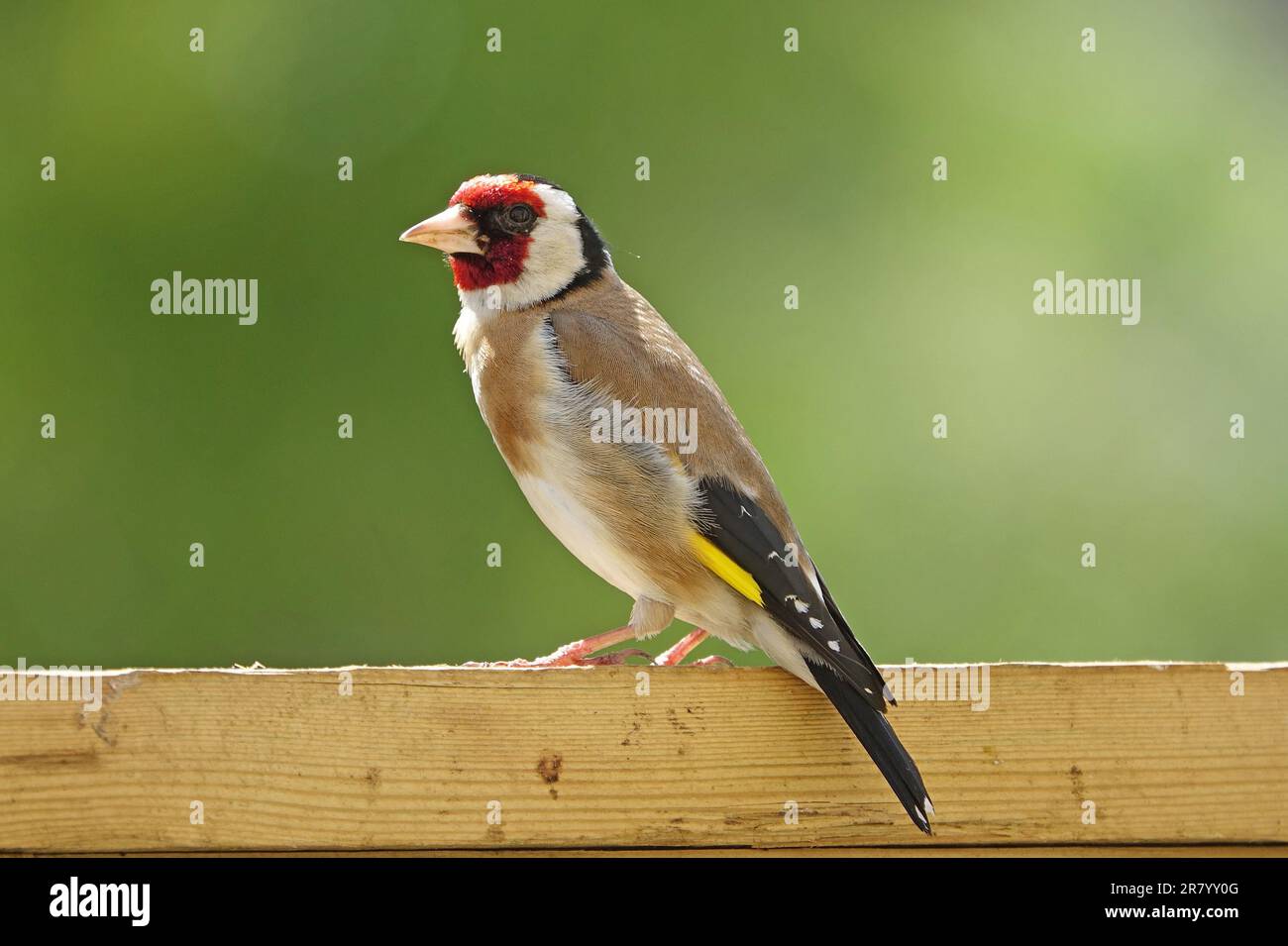 Goldfinch posing in Cotswold garden, England, UK Stock Photo - Alamy