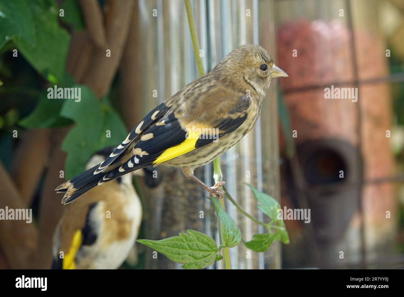 Juvenile Goldfinch on birdseed feeder, in Cotswold garden, England, Uk ...