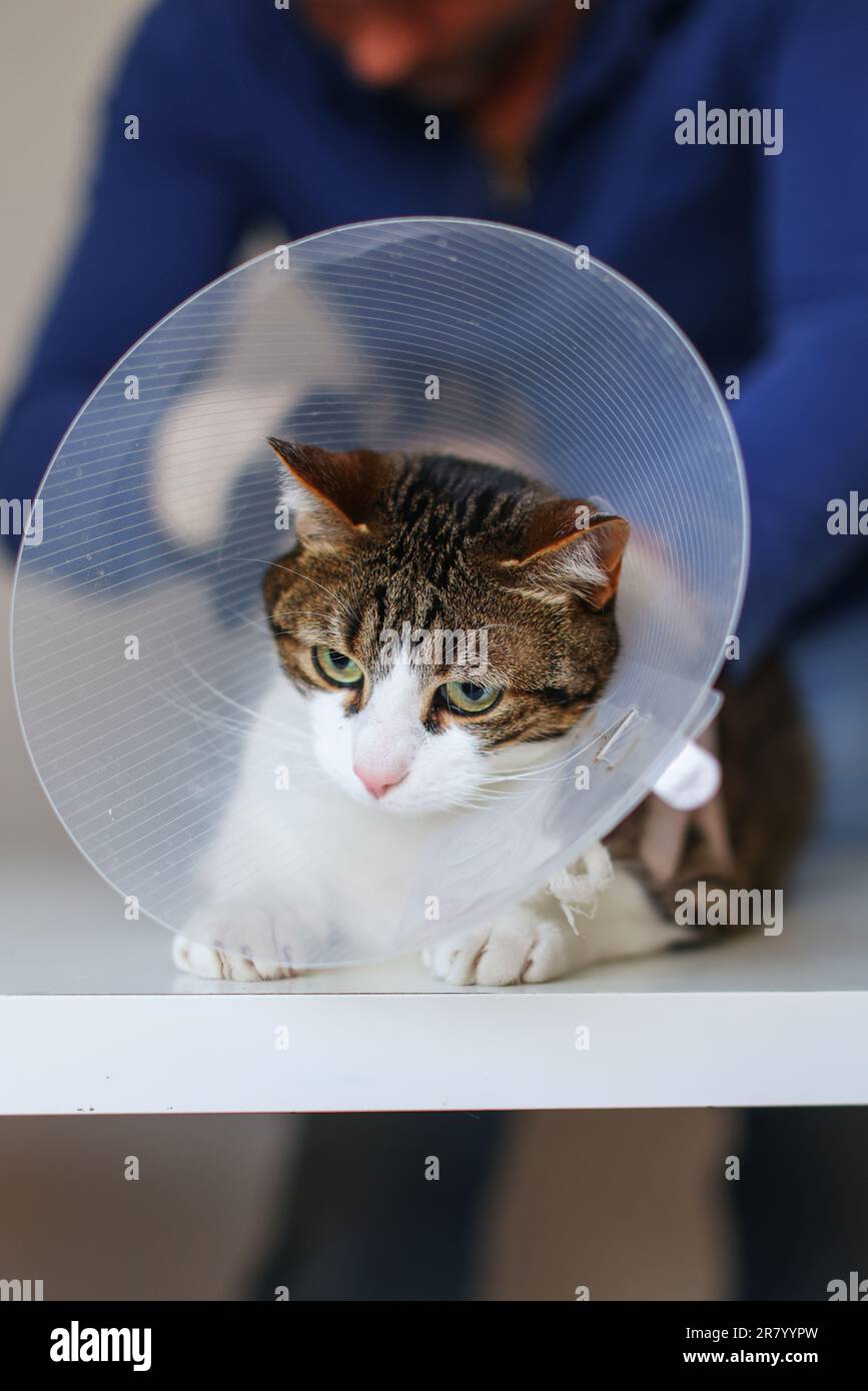 Handsome doctor veterinarian examining cute hi-res stock photography ...