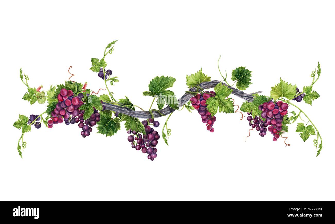 Transparent Grape Vine Border