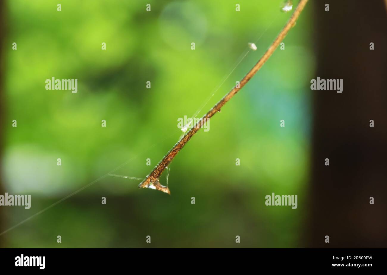 Spider instinct hi-res stock photography and images - Alamy