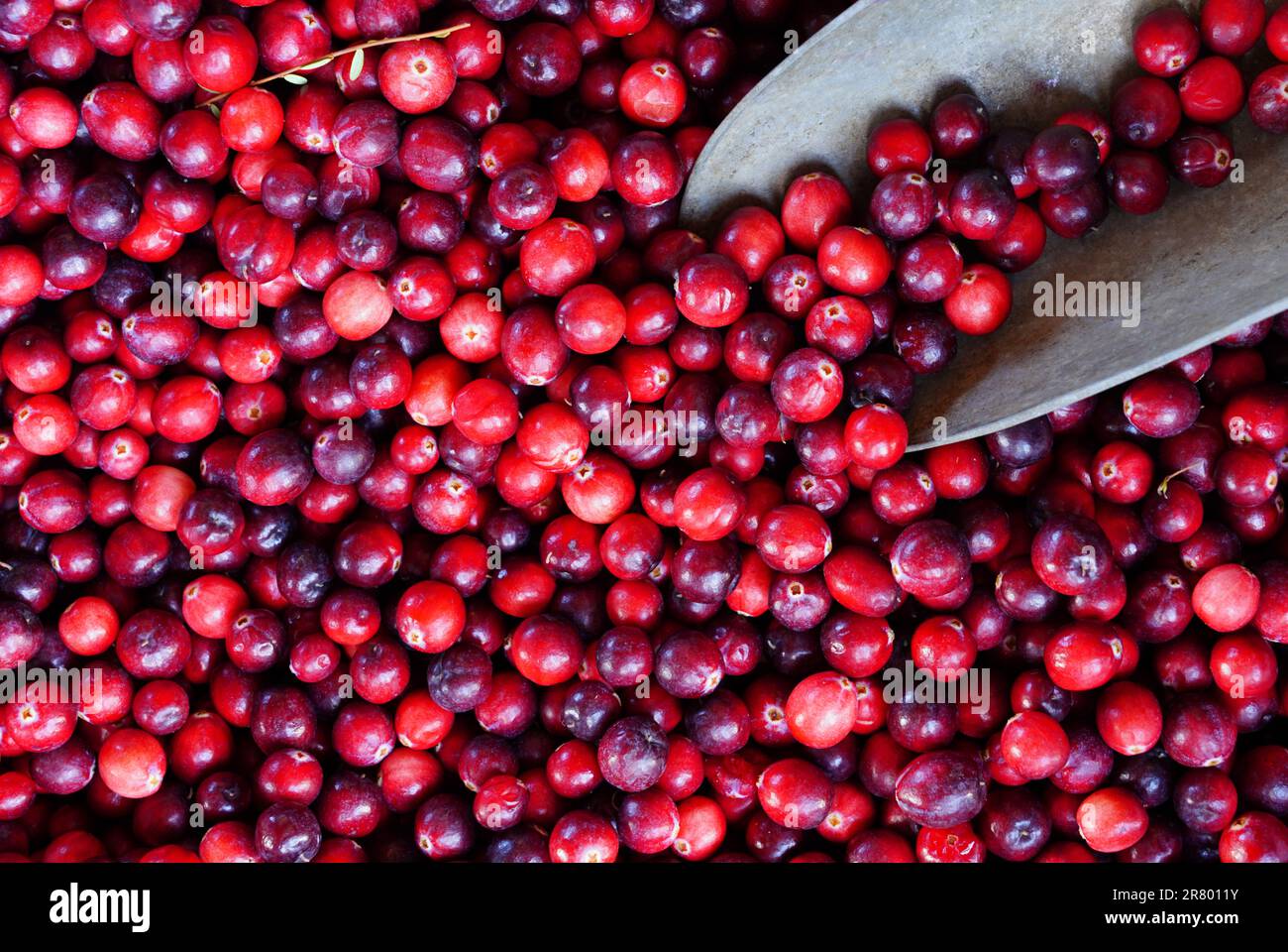 Bulk cranberries hi-res stock photography and images - Alamy
