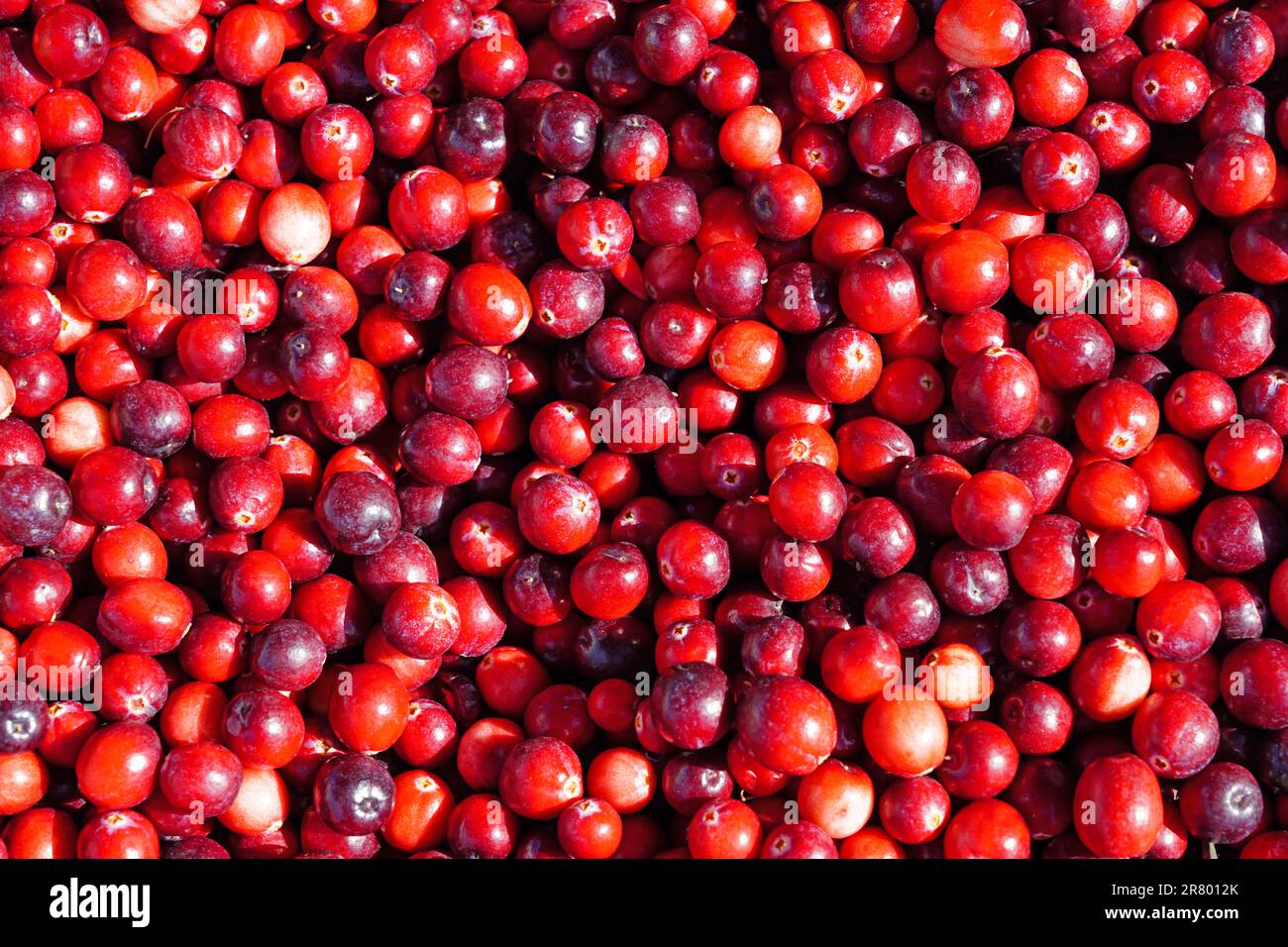 Fresh cranberries at a farmers market in the fall Stock Photo - Alamy