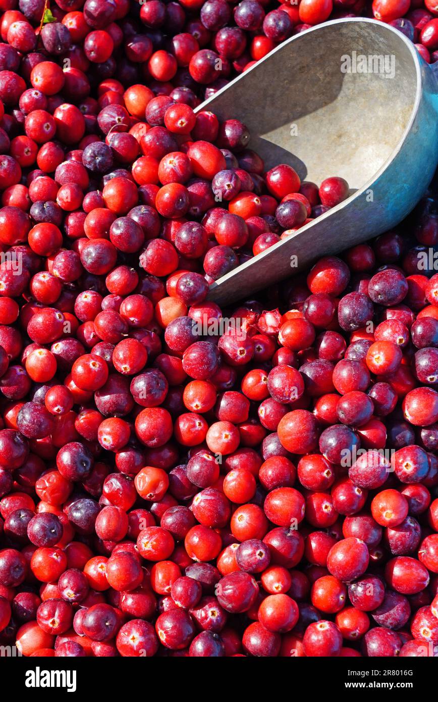 Bulk cranberries hi-res stock photography and images - Alamy