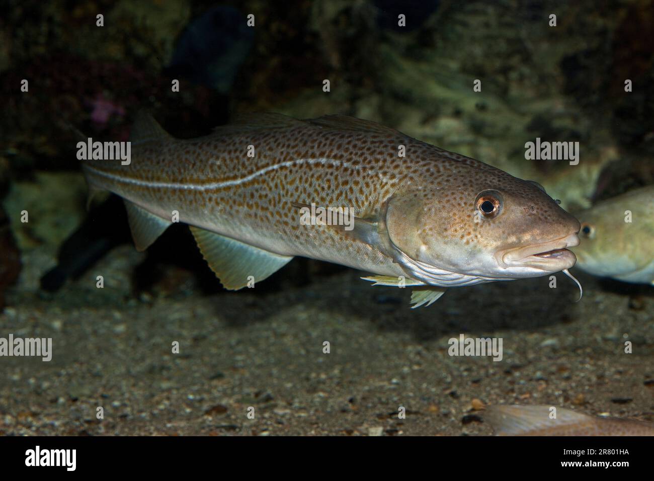 Atlantic Cod, gadus morhua Stock Photo - Alamy