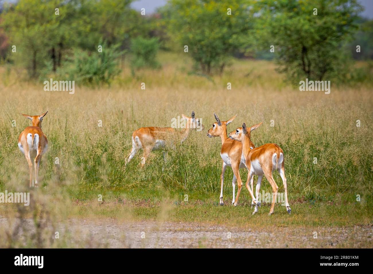 Black bucks hi-res stock photography and images - Alamy