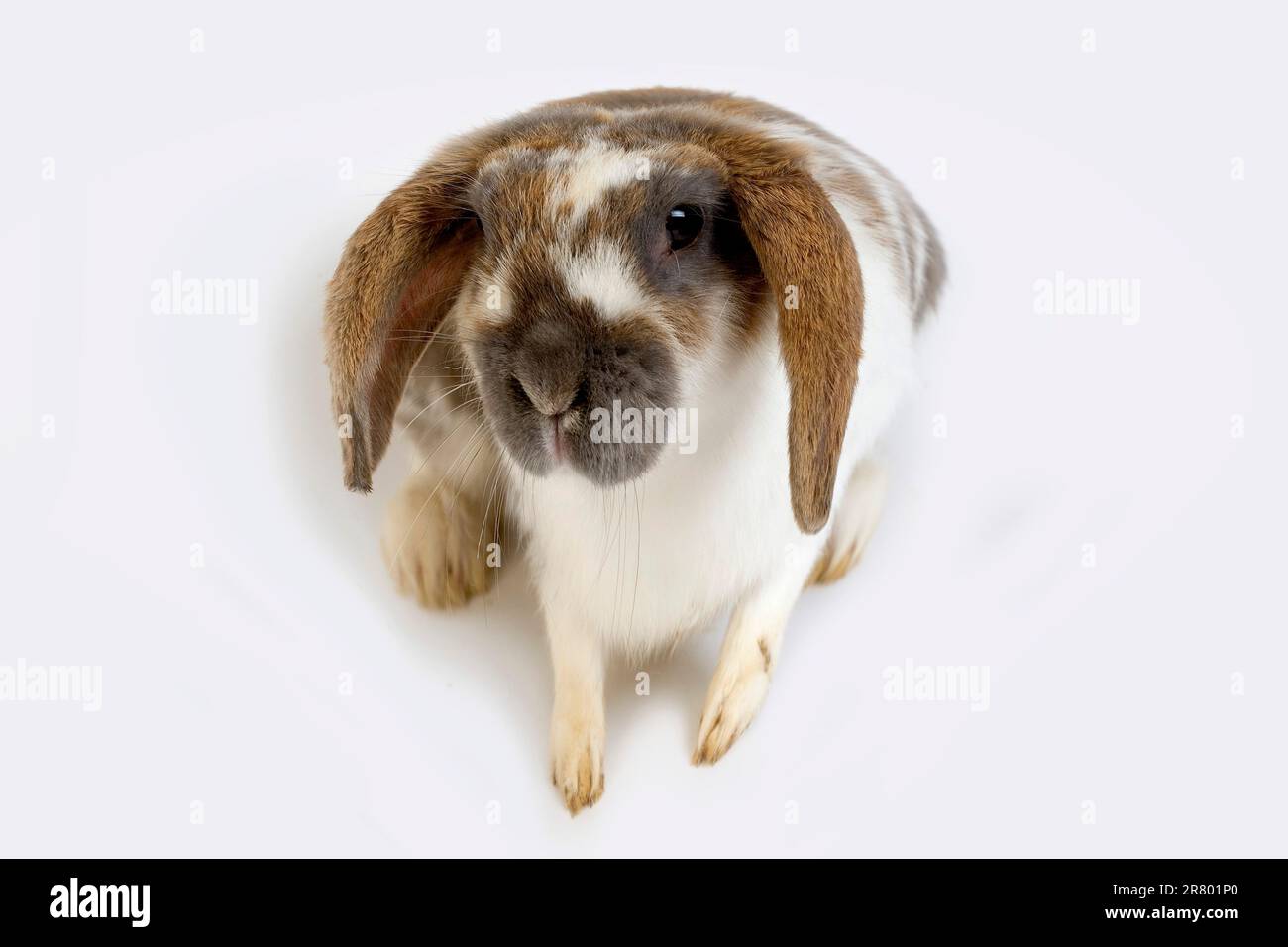 Lop-Eared Rabbit against White Background Stock Photo - Alamy