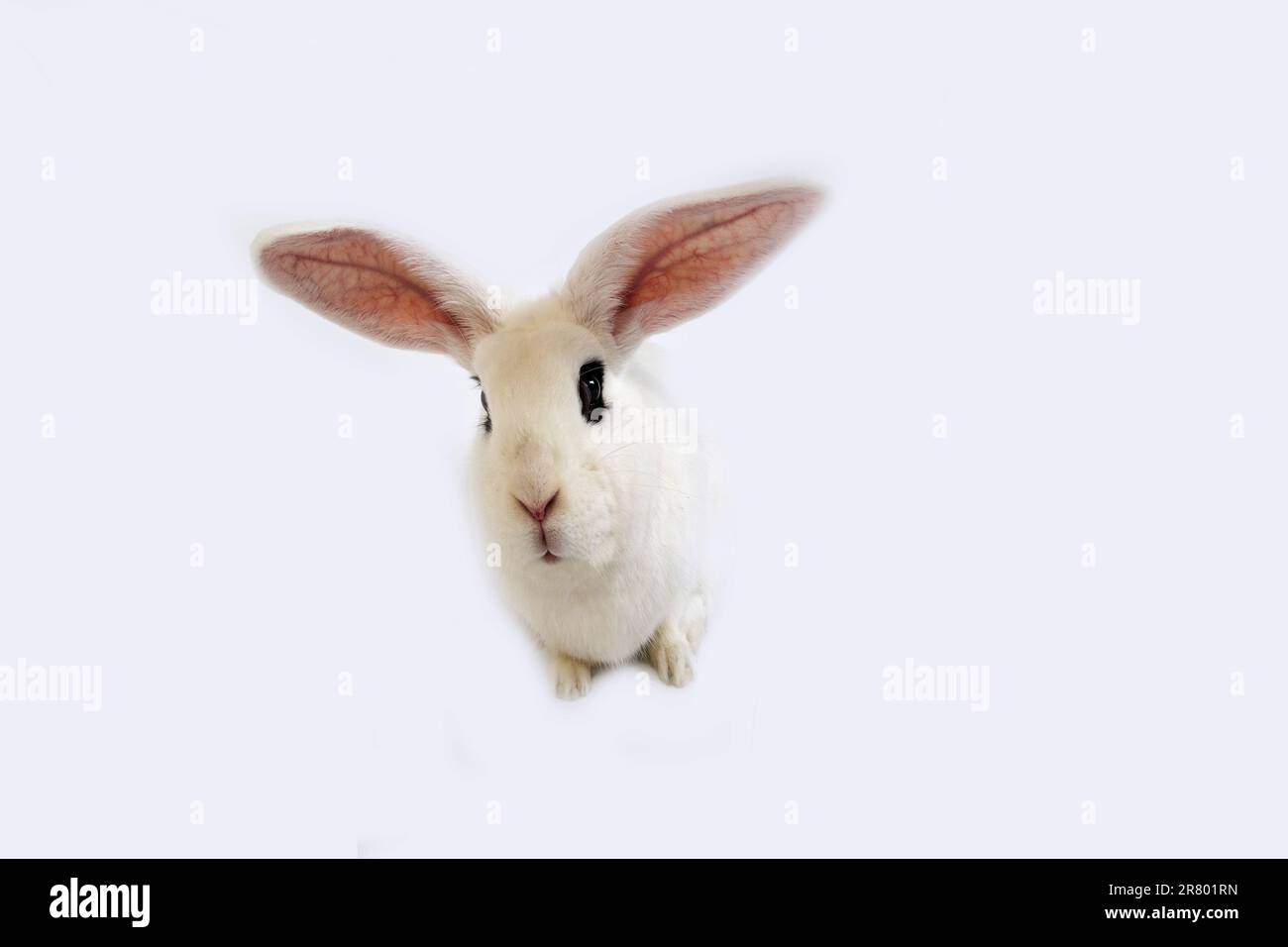 Rabit cut out hi-res stock photography and images - Alamy