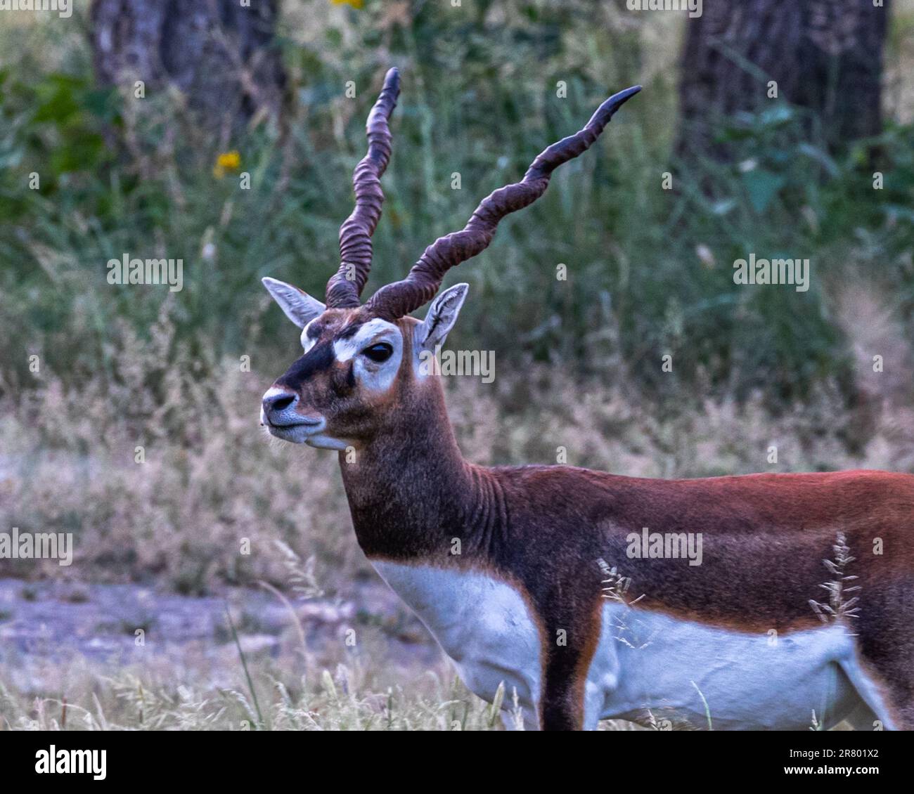 Animal buck horn mammals hi-res stock photography and images - Alamy
