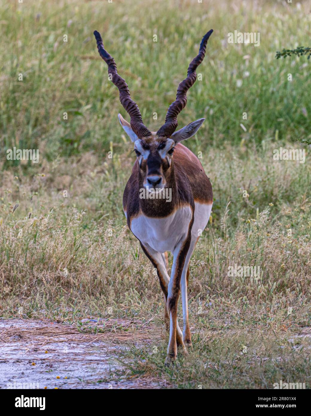 A Black buck looking strait in a forest Stock Photo - Alamy