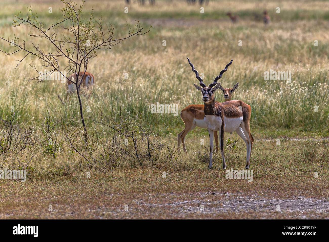 Buck looking at the camera hi-res stock photography and images - Alamy