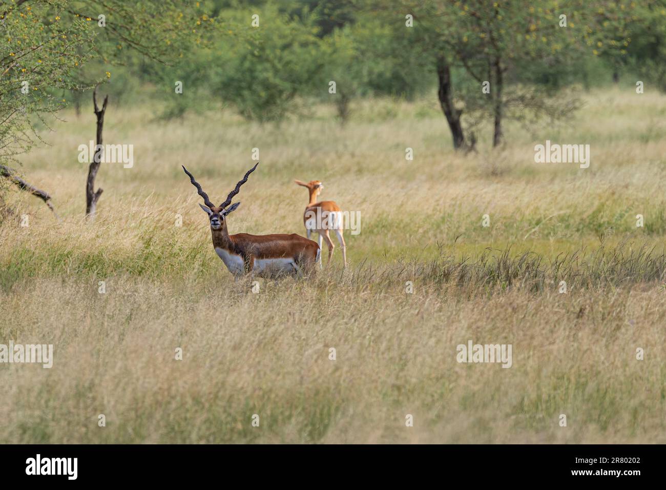 Black buck pair hi-res stock photography and images - Alamy